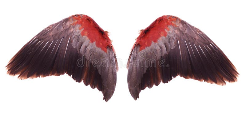 Wings of Birds Isolated on White Bacground Stock Photo - Image of grace ...