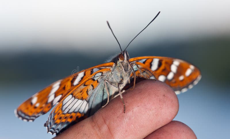 Wings of a butterfly stock photo. Image of tranquil, butterfly - 26257580