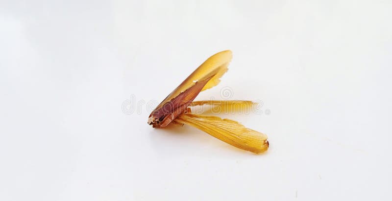 The Wings of Cockroaches that Have Dried Up in the Hot Sun Stock Image ...