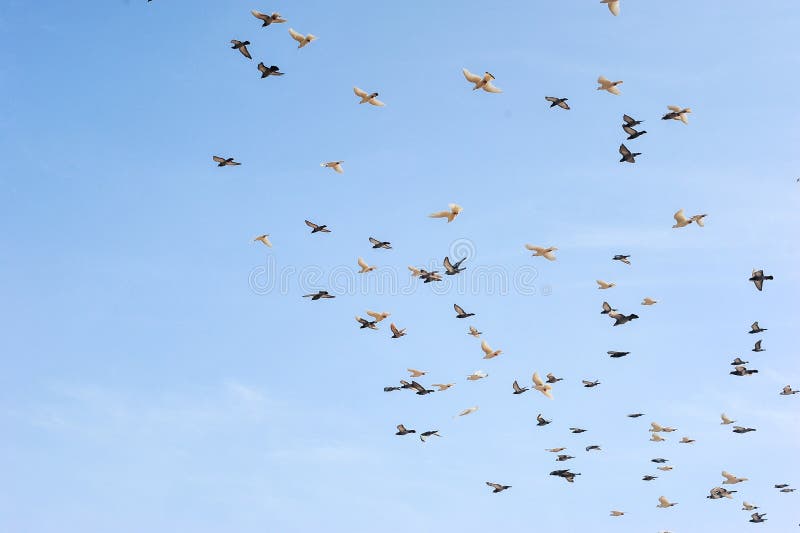 The wings of dove stock photo. Image of channel, birds - 53028564