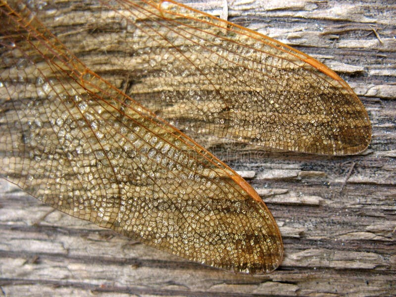 Wings of Dragonflies (Odonata) Stock Photo - Image of wings, large ...