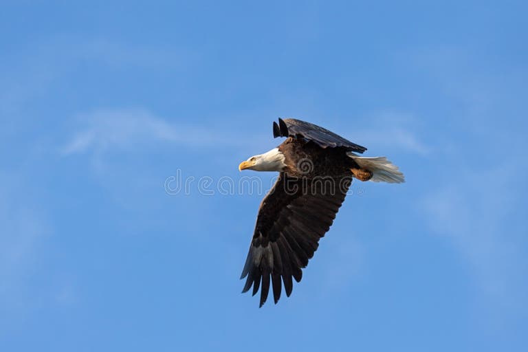 Wings Flapping, a Bald Eagle Soars Across the Sky Stock Image - Image ...