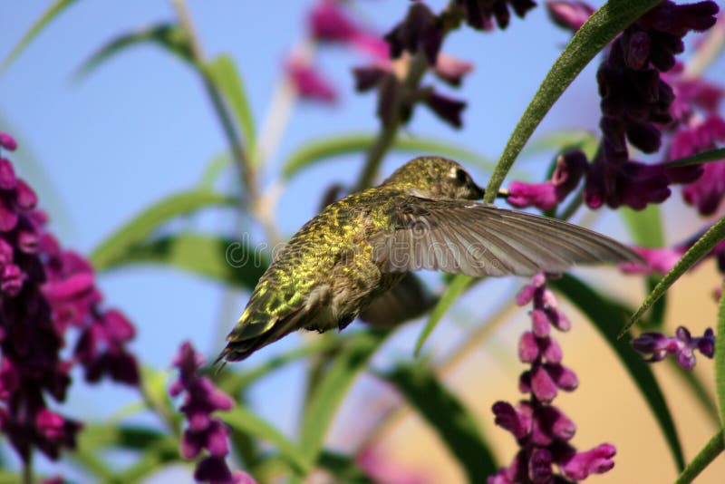 Wings Forward Picture. Image: 2998657