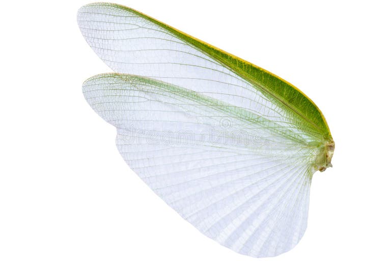 138 Angel Wings Isolated Transparent Stock Photos - Free & Royalty-Free ...