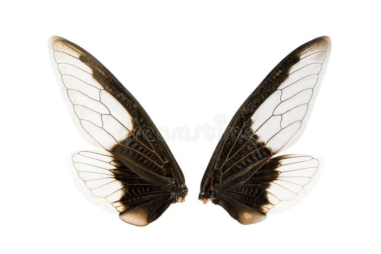 35,092 Insect Delicate Wings Stock Photos - Free & Royalty-Free Stock ...