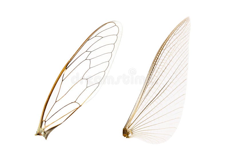Wings of insect stock photo. Image of body, texture - 100841322