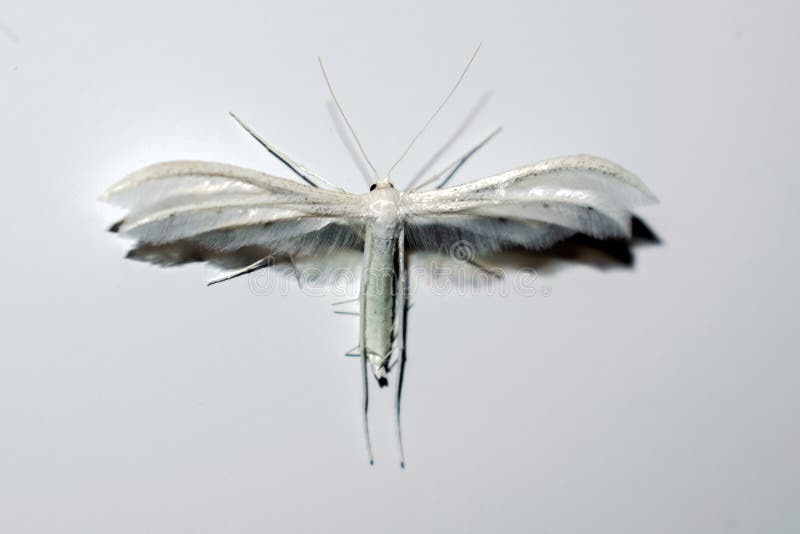 Angel insect stock photo. Image of alone, thread, grass - 31895952
