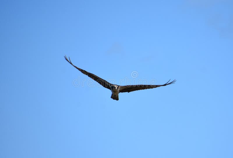 Wings Outstretched on a Flying Osprey in the Sky Stock Image - Image of ...