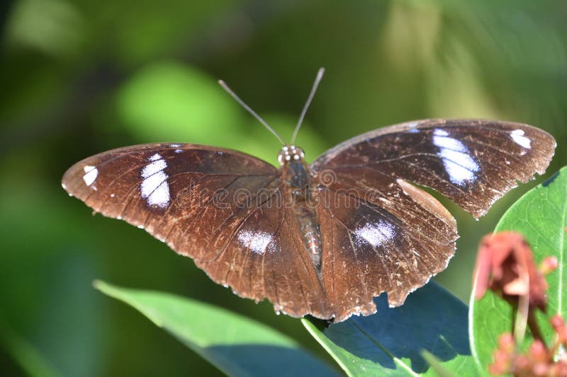 Wings Spread Open on an Eggfly Butterfly Stock Photo - Image of ...