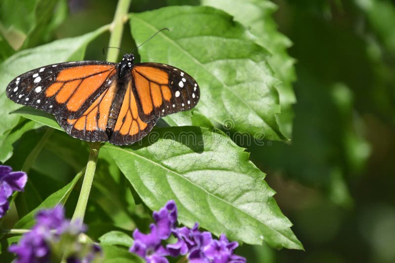 Wings Spread Wide Open on a Butterfly in a Garden Stock Photo - Image ...
