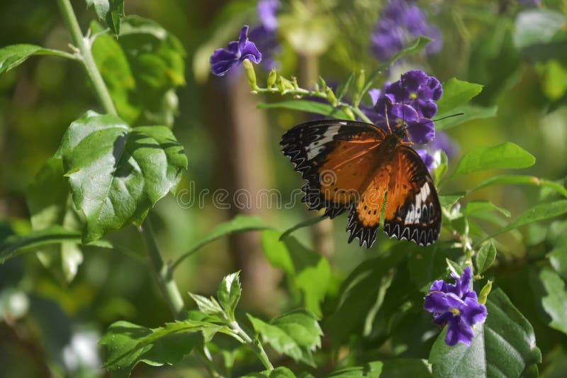 Beautiful Patterned Wings on an Orange Butterfly Stock Photo - Image of ...