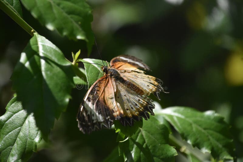 Wings Spread Wide Open on a Butterfly in a Garden Stock Photo - Image ...