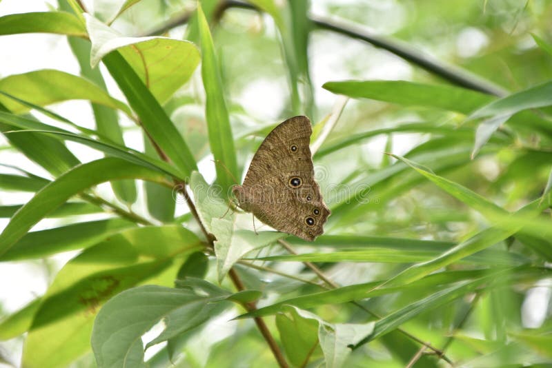 Wings to Flu stock photo. Image of lycaenid, leaf, invertebrate - 103954588