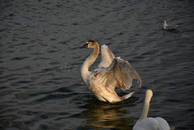 Wings Up stock photo. Image of river, outdoor, cygnet - 82363486