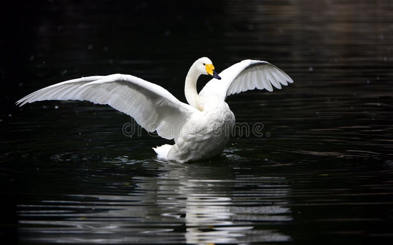 Wings of the white swan stock image. Image of animals - 26565845