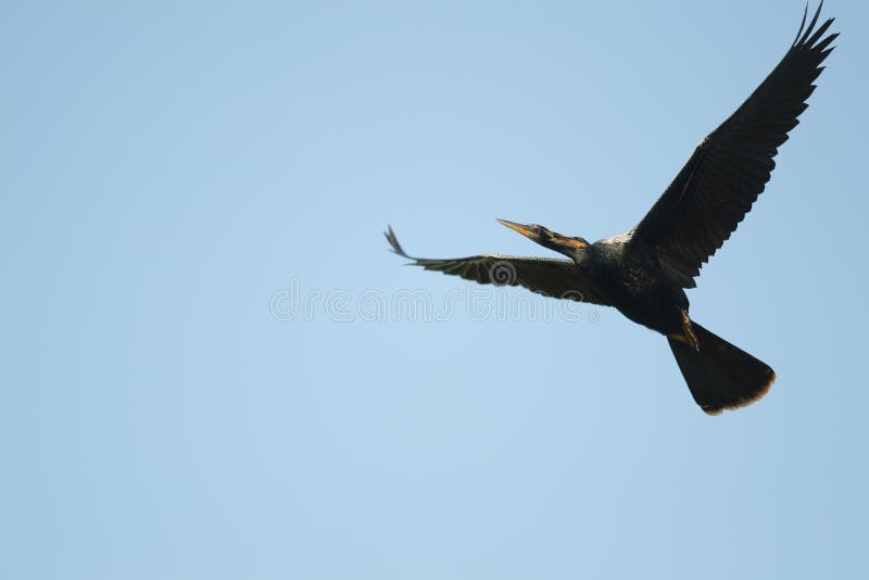 Wings Wide Open - Anhinga stock image. Image of wild - 30926773