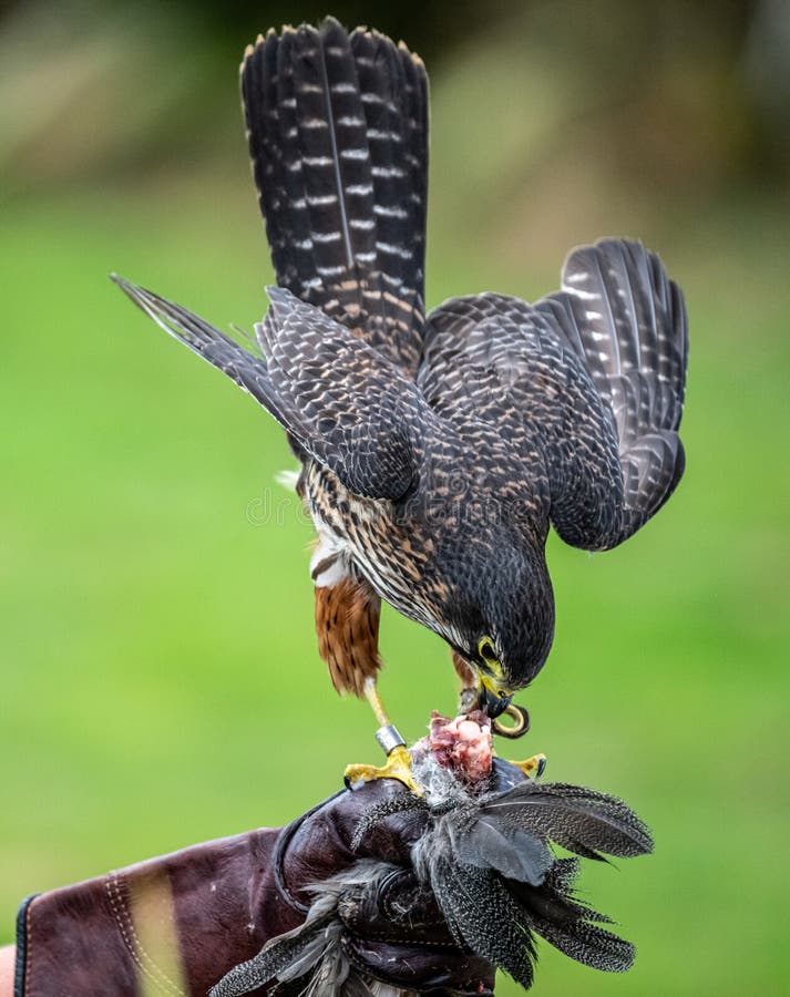 NZ Falcon or Karearea stock photo. Image of yellow, cloud - 355343498