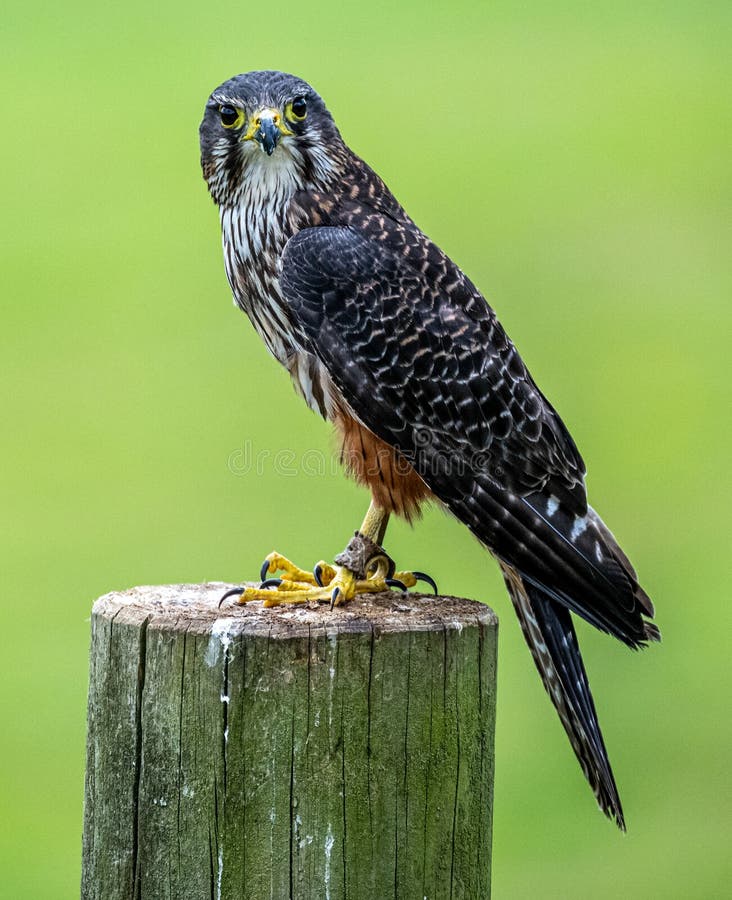 NZ Falcon or Karearea stock image. Image of speeds, falconer - 355343567
