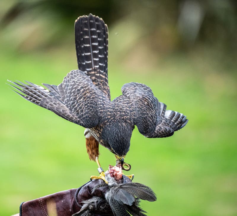 NZ Falcon or Karearea stock image. Image of grassland - 355343603