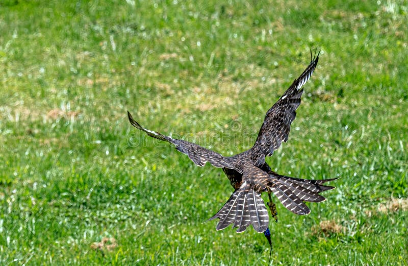 NZ Falcon or Karearea stock image. Image of wetland - 355343739