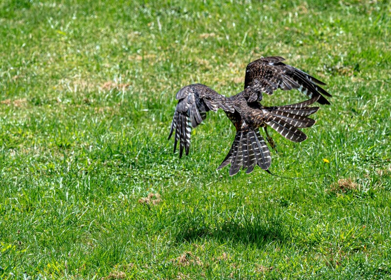 NZ Falcon or Karearea stock image. Image of native, nature - 355343741
