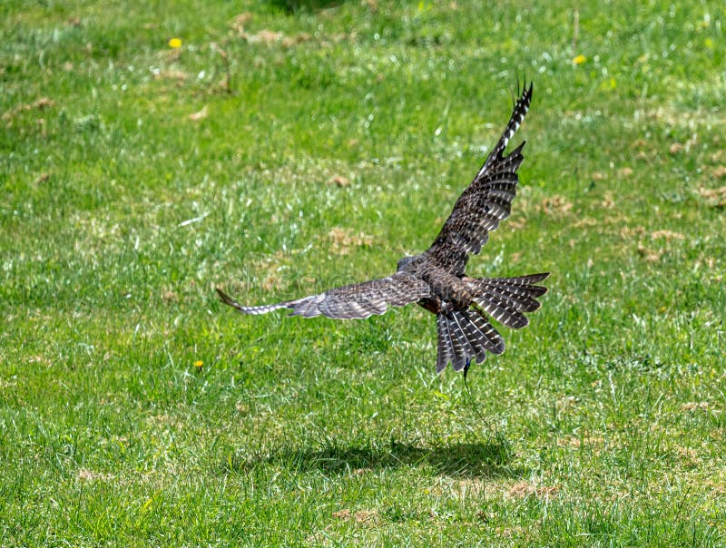 NZ Falcon or Karearea stock photo. Image of wildlife - 355343752