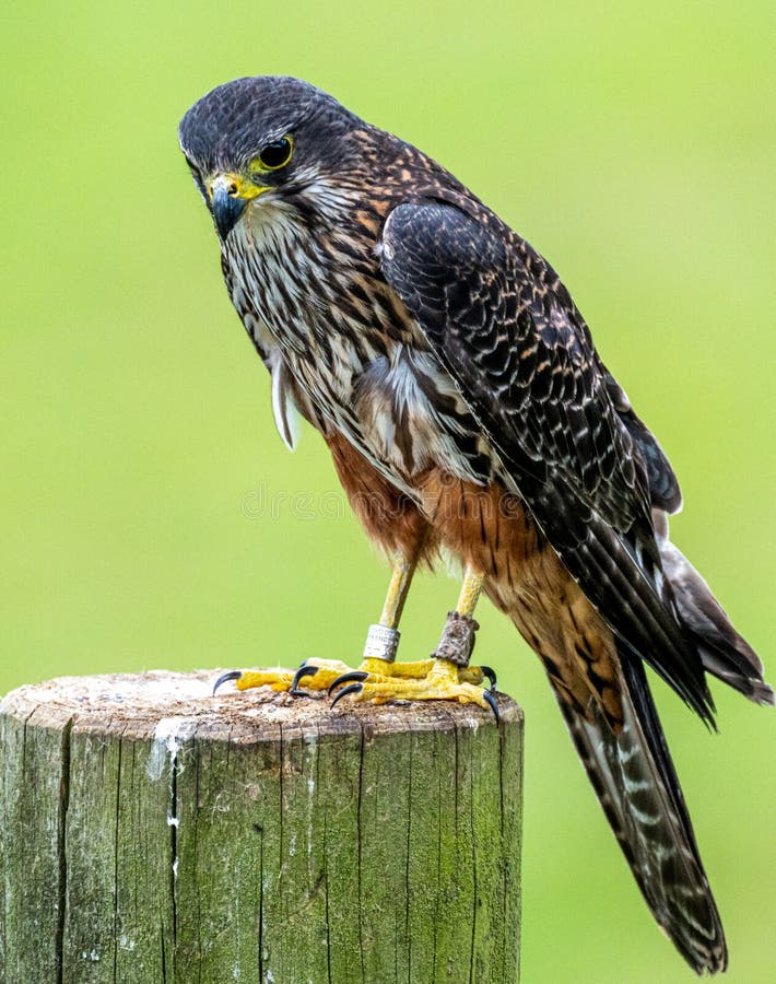 NZ Falcon or Karearea stock photo. Image of branch, animal - 355343544