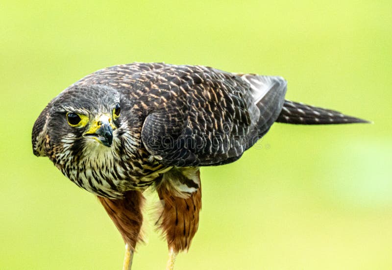 NZ Falcon or Karearea stock photo. Image of grassland - 355343626