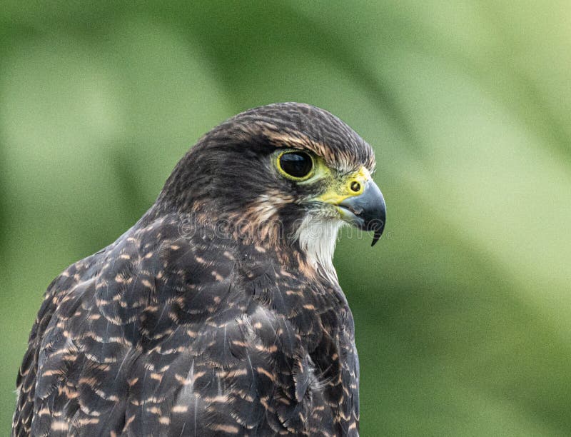 NZ Falcon or Karearea stock image. Image of native, bird - 355343777