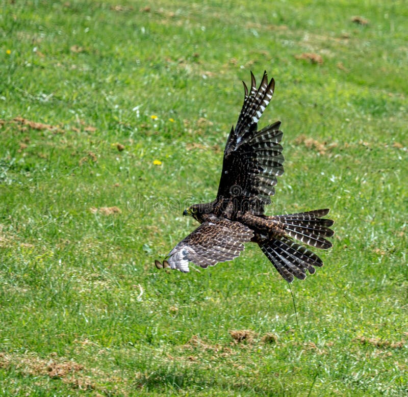 NZ Falcon or Karearea stock photo. Image of capable - 355343790