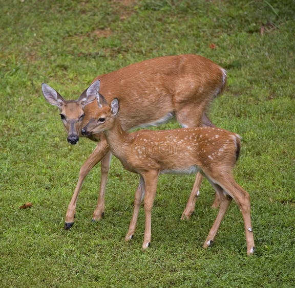 Wink stock photo. Image of brown, spots, deer, winking - 15571734