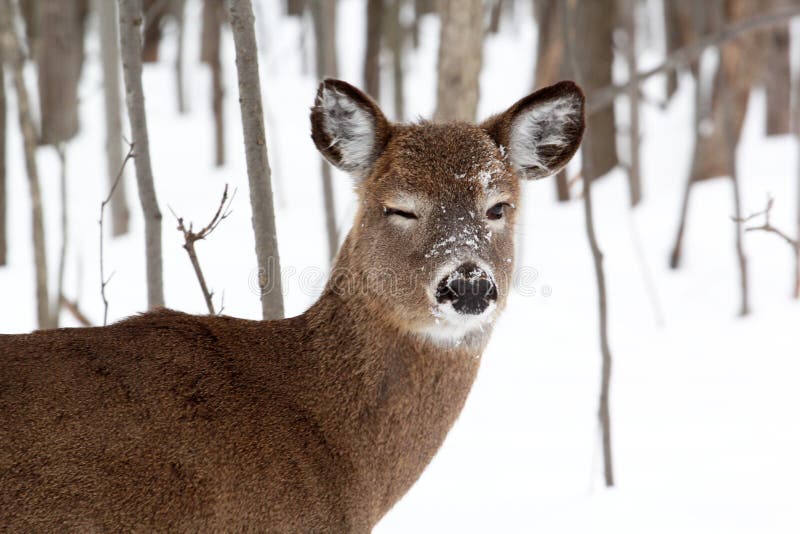 Wink from a White Tail Deer in Park Stock Photo - Image of animal, fawn ...