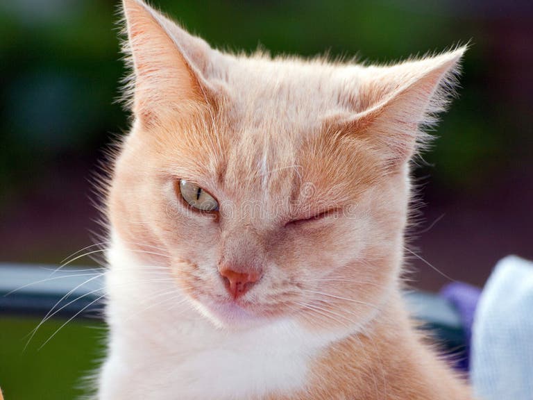 409 Cat Wink Stock Photos - Free & Royalty-Free Stock Photos from ...