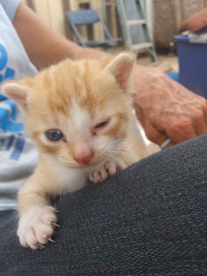 113 Winking Kitten Stock Photos - Free & Royalty-Free Stock Photos from ...