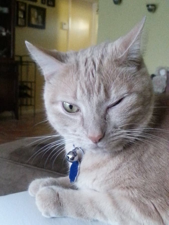 243 Winking Cat Stock Photos - Free & Royalty-Free Stock Photos from ...