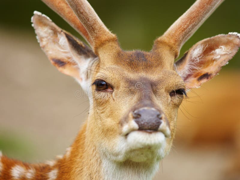 Winking deer stock image. Image of animal, winking, closeup - 19905893