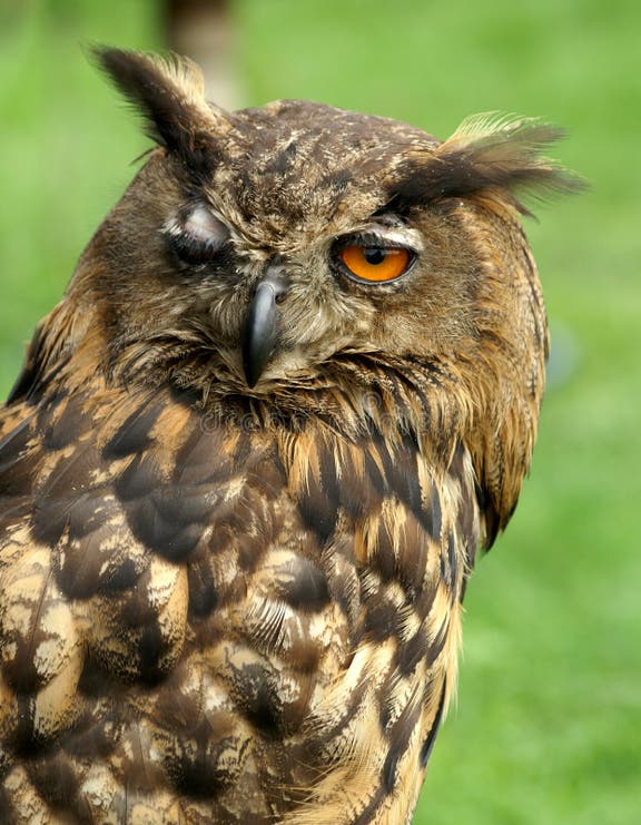 Winking eagle owl stock image. Image of smart, wink, bubo - 1687577