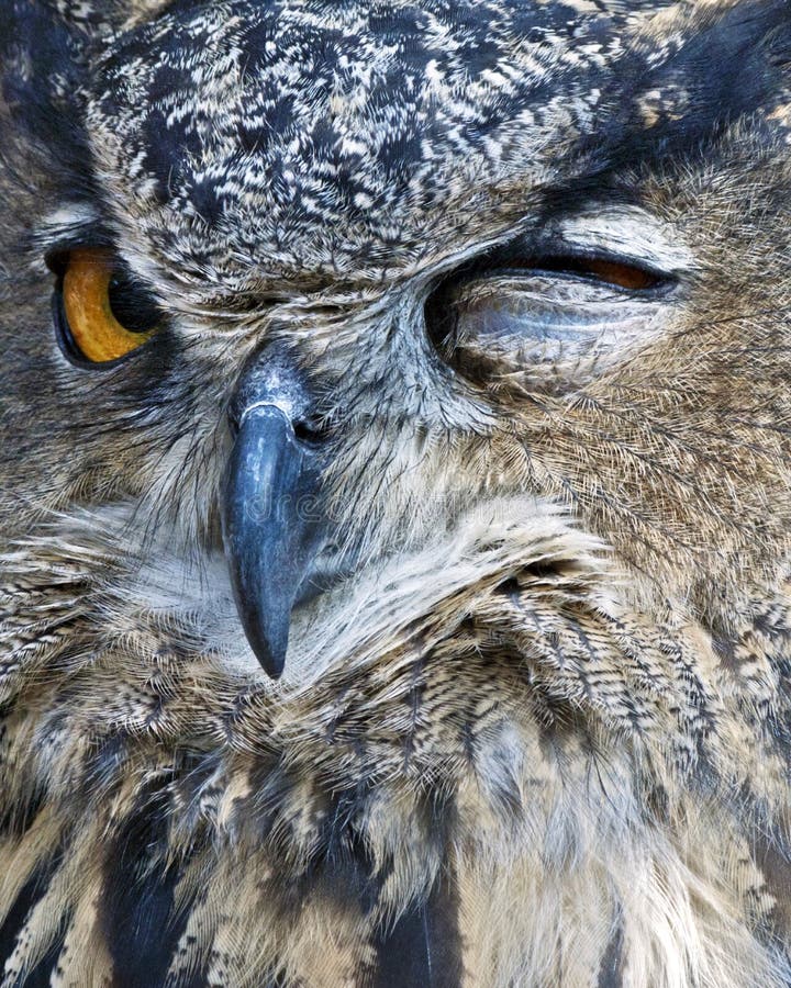Winking owl stock photo. Image of feather, animal, beak - 27113016