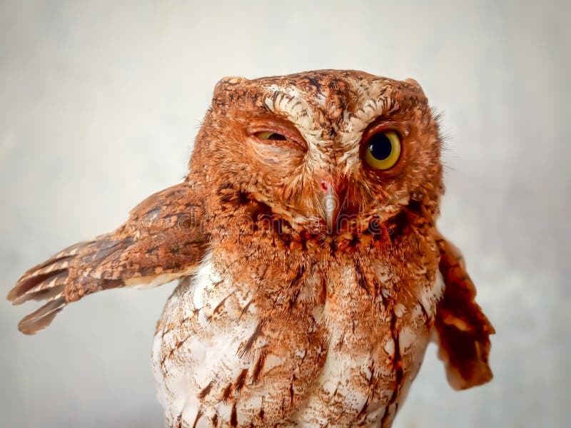 Winking Owl with Raised Wing. Stock Image - Image of focus, animal ...
