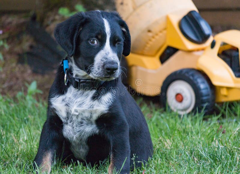 Winking puppy dog stock photo. Image of pets, puppy, adorable - 17281108