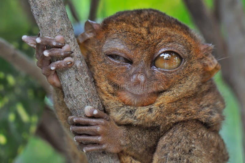 Tarsier stock photo. Image of cuddly, samar, species, eyes - 5130878