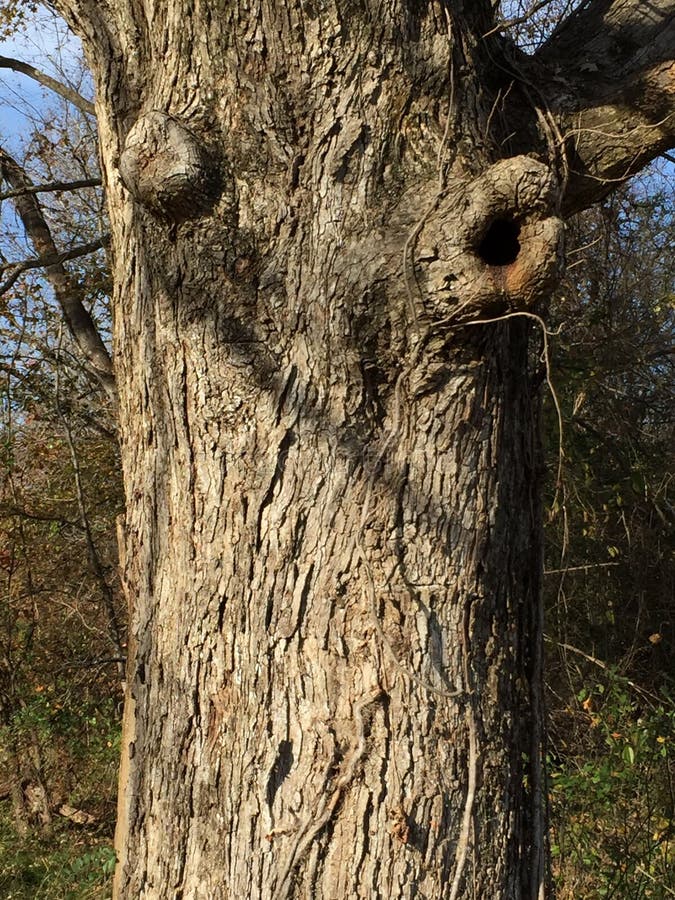 350 Tree Winking Stock Photos - Free & Royalty-Free Stock Photos from ...