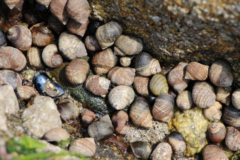 Winkles between rocks stock photo. Image of periwinkle - 84846974