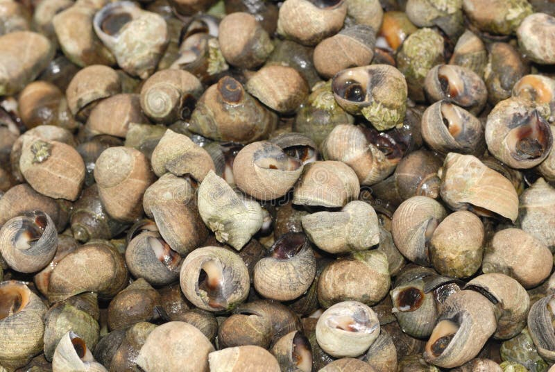 Raw Winkles stock photo. Image of food, cook, clams, tops - 25991906