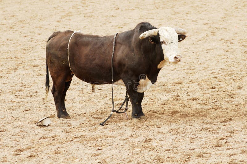 The Winner stock image. Image of rural, cowboy, danger - 732179