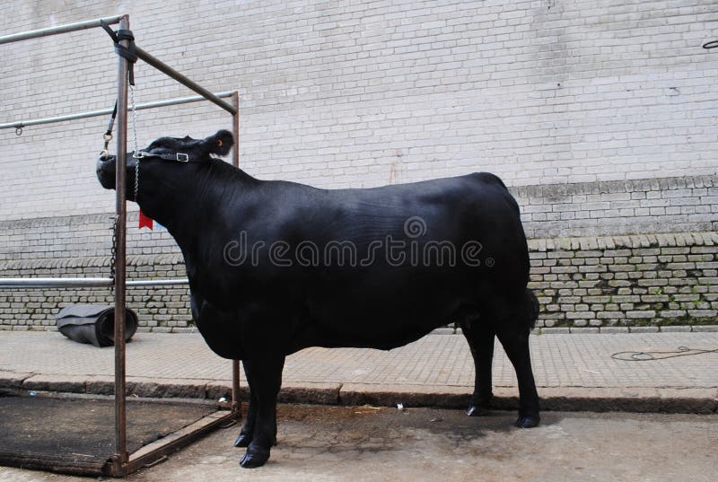 Winner angus cow editorial image. Image of ruralfair - 28638890