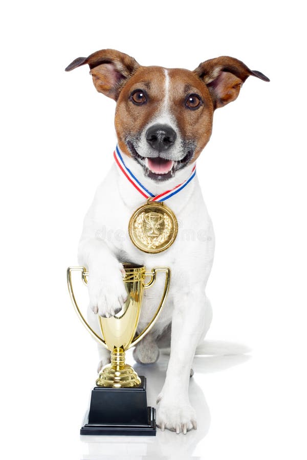 Winner dog stock image. Image of russell, first, merit - 24595925
