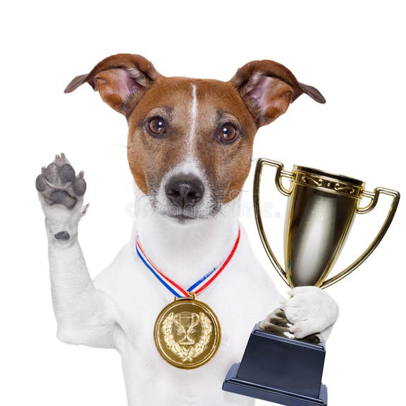 Winner dog stock photo. Image of exhibition, funny, puppy - 29026518