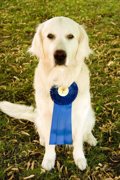 Winner dog stock image. Image of mammal, expression, canine - 3060971