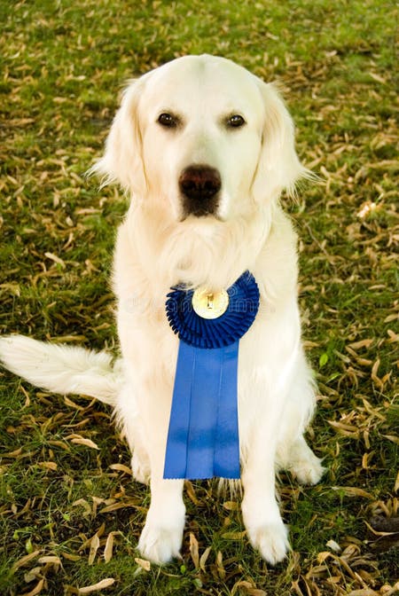 Winner dog stock image. Image of mammal, expression, canine - 3060971